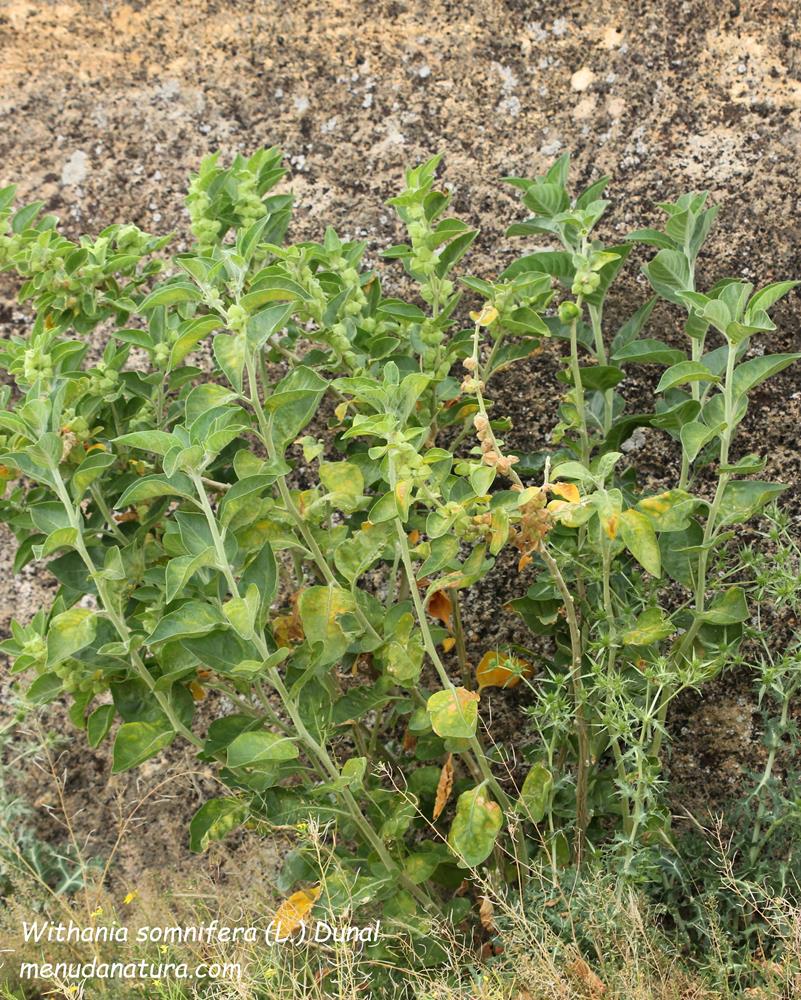 Menuda Natura: Withania somnifera (L.) Dunal