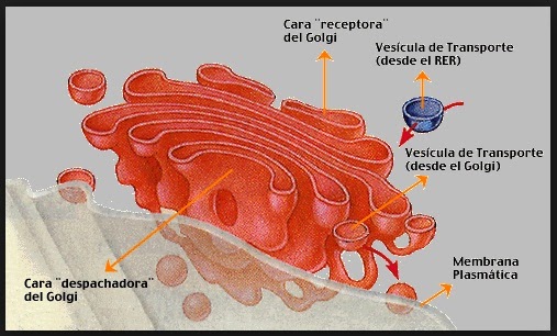 Célula Eucariótica 2 - Aparato de Golgi, Lisosomas, Mitocondrias ...