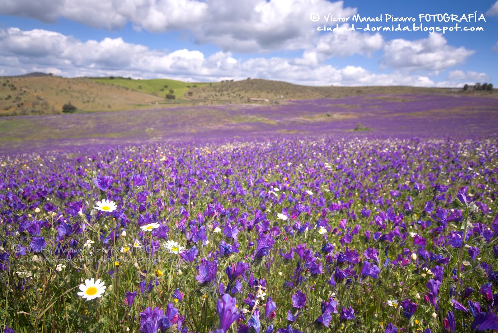 Ciudad-dormida: Fotografiando la primavera en las dehesas de ...