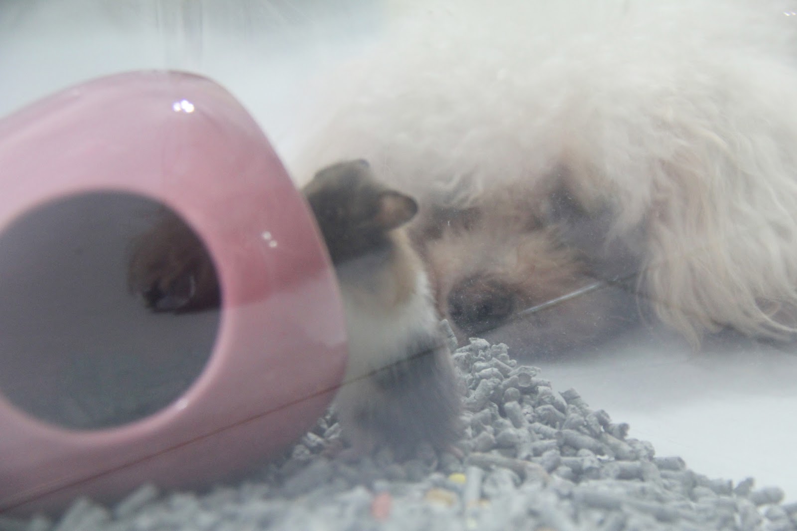 Natural PawPals: Cherimoya the Calico (aka Tortoiseshell Banded) Syrian ...