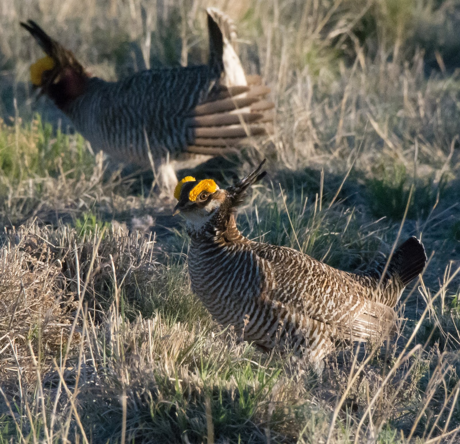 Gordon's Birding Adventures: Lesser Prairie-Chicken - An Endangered Species
