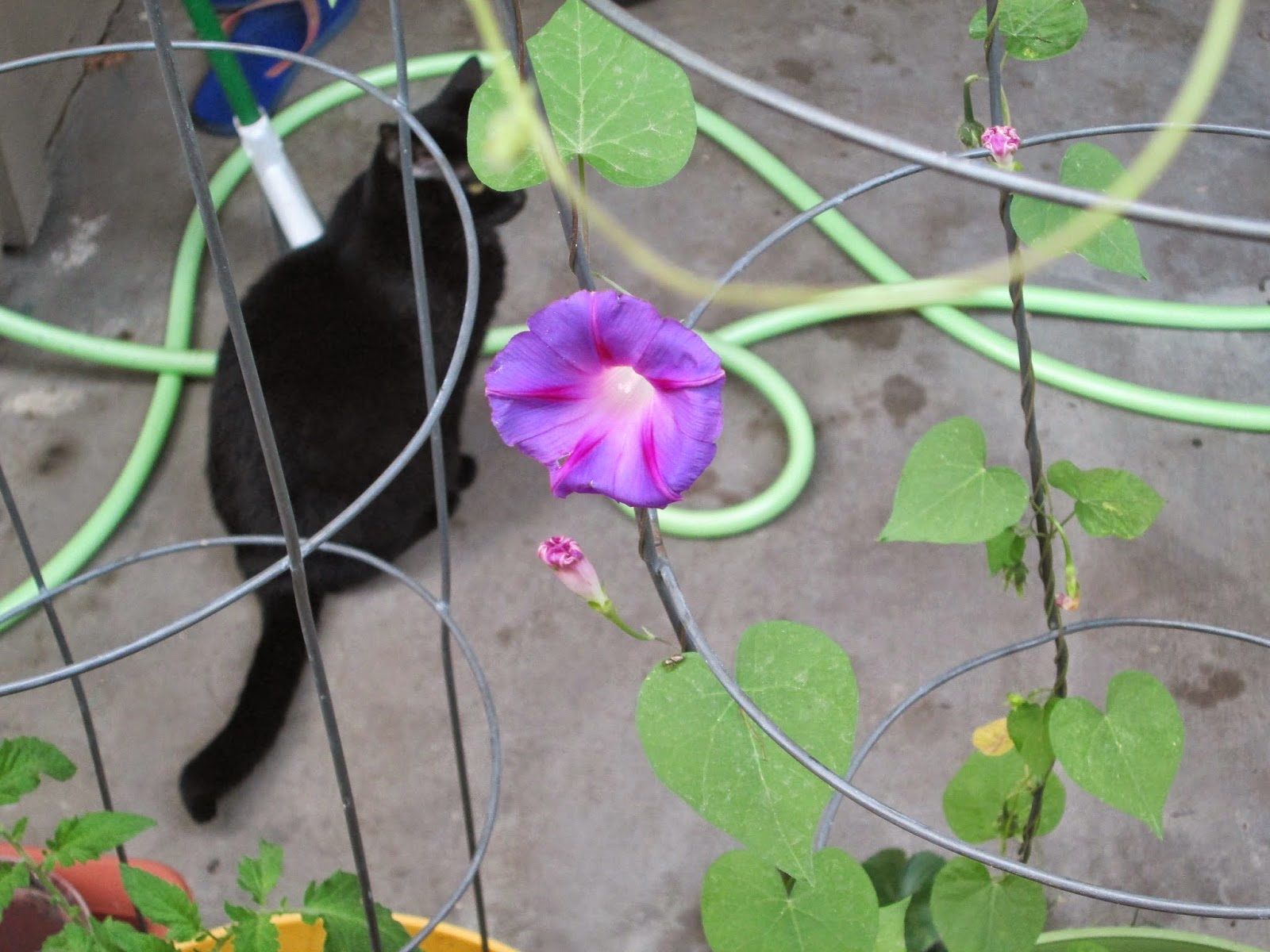 Being A Cat Lady: Irina The Cat In The Container Garden