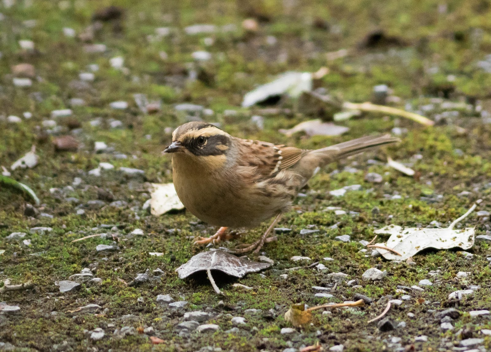 Pixie Birding: Birding Gold – Siberian Accentor at Easington, Yorkshire ...