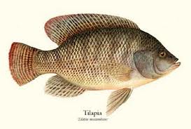 FISH FARMING : TILAPIA FISH FARMING, SPECIES, TILAPIA FOOD RECIPE ...