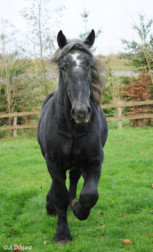Percheron International: Le Fabuleux Destin De...