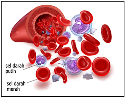 individu: sistem peredaran darah pada manusia