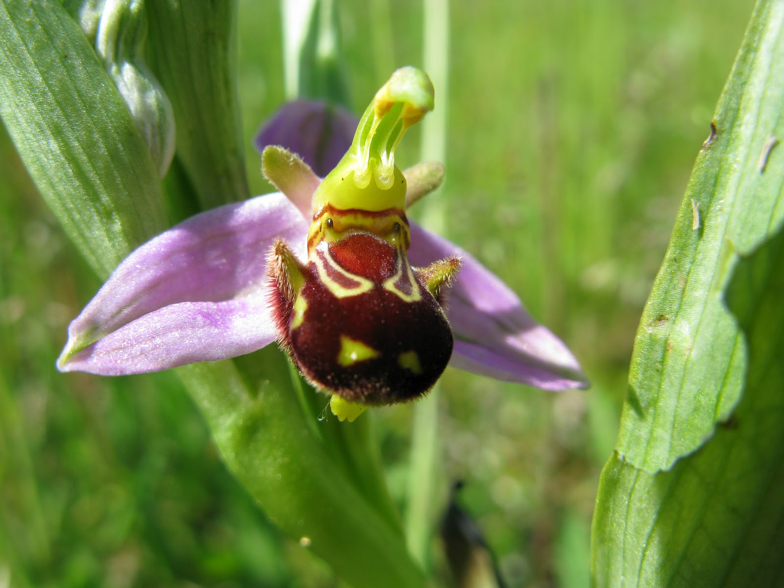 Orchidées du Cotentin: Ophrys apifera