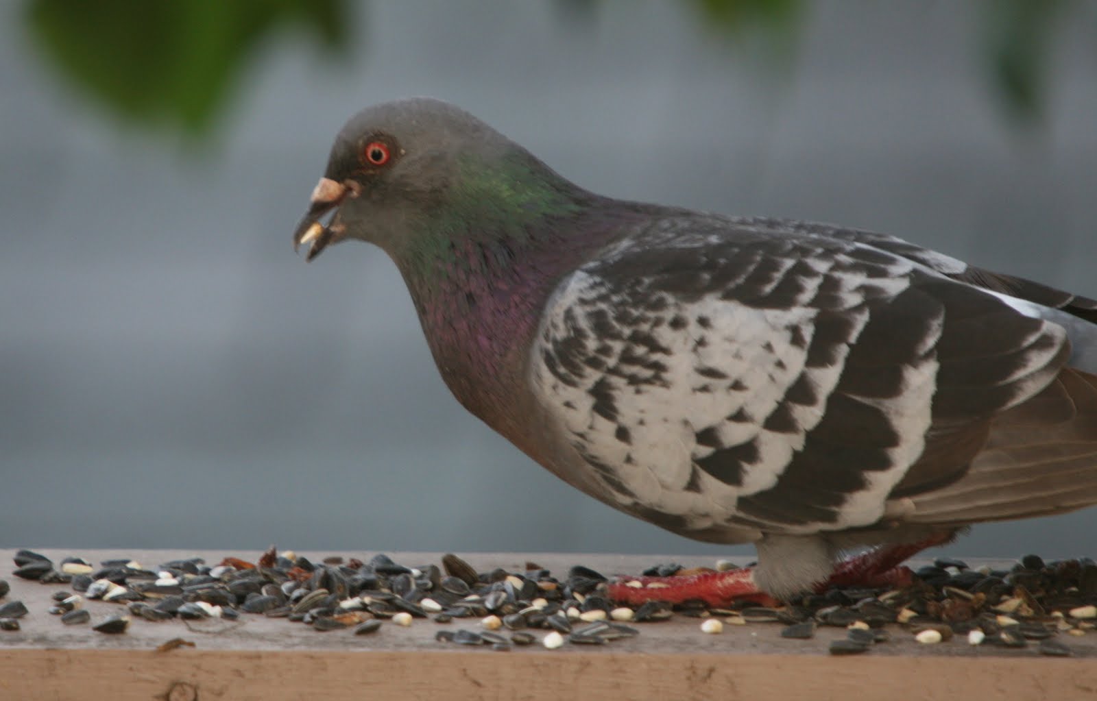 Birdland West: The Island (Yard) of Misfit Birds