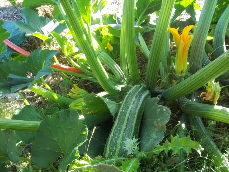 Eco Footprint ~ South Africa: Baby marrows
