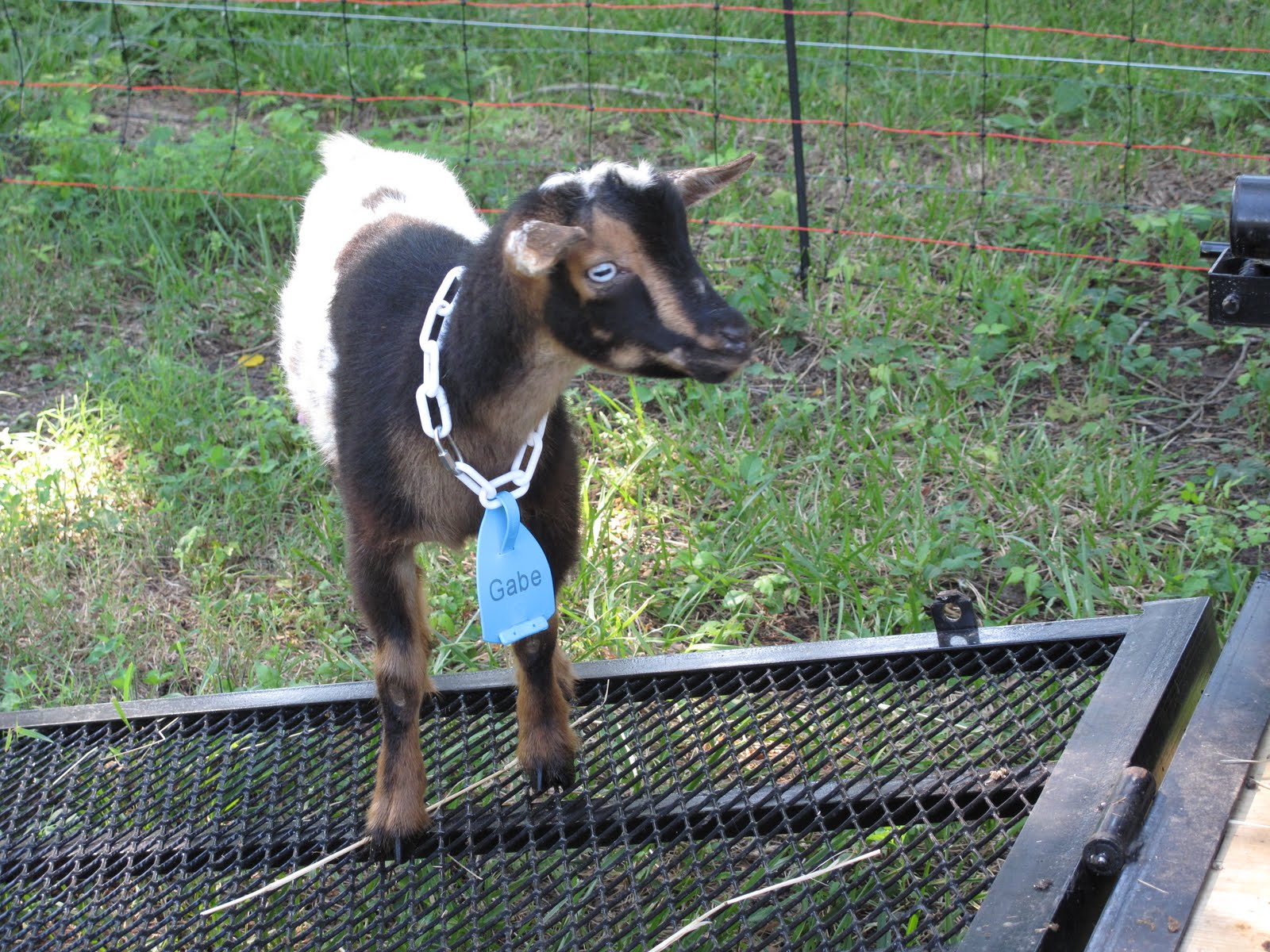 Wings of Dawn Farm: Name Tags for the Goats