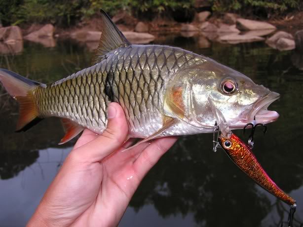 IKAN HAMPALA ~ MERAHMATA FISHING