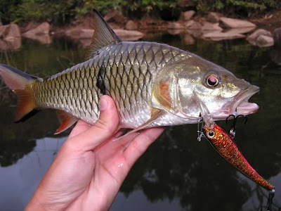 IKAN HAMPALA ~ MERAHMATA FISHING