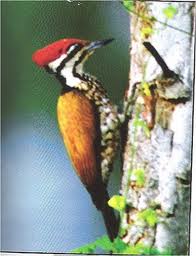 Kongsi Maklumat: Burung Belatuk