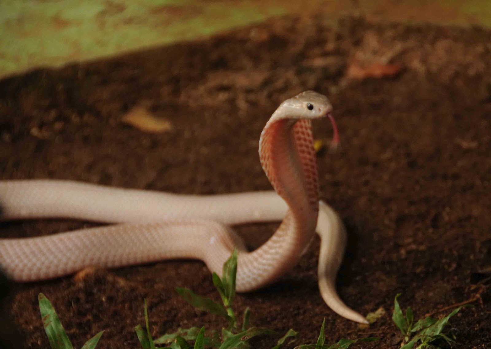 Indonesia Reptiles Partner: Javan Spitting Cobra