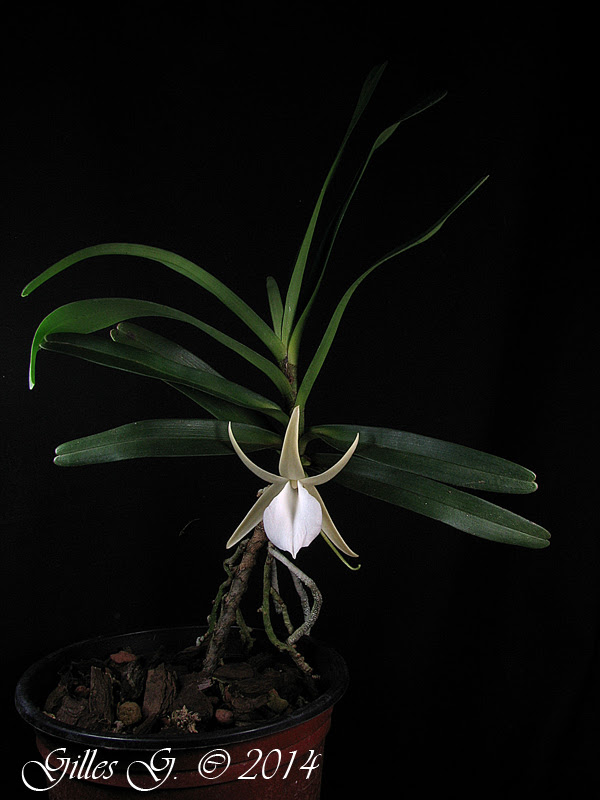 Angraecoid orchids: Angraecum obesum H. Perr. (1938)