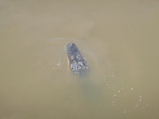 Meandering Joy: Two way fish camp