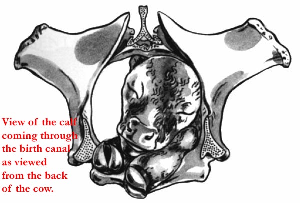 The Processes of Normal Calving - Vet in Training