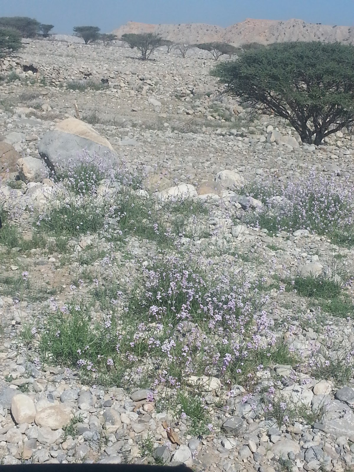 Jebel Jais : Amazing freezing desert