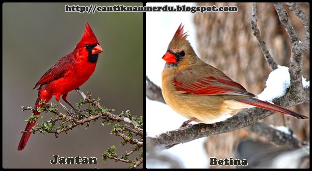 Mengenal burung Cardinal atau burung Angry bird's