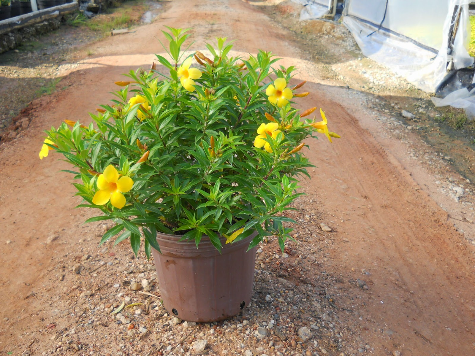 Allamanda polyantha - Alamanda de Cerca