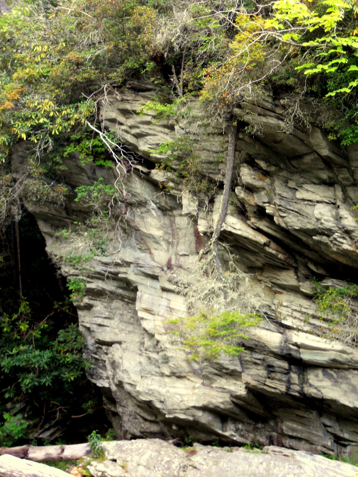 Hiking with a Fat Bald White Guy: Linville Gorge - Spence Ridge ...