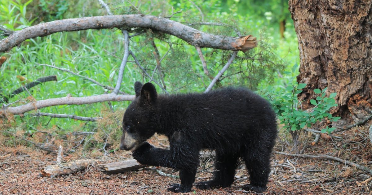 mkadventures: We live in the "BEARmuda Triangle"