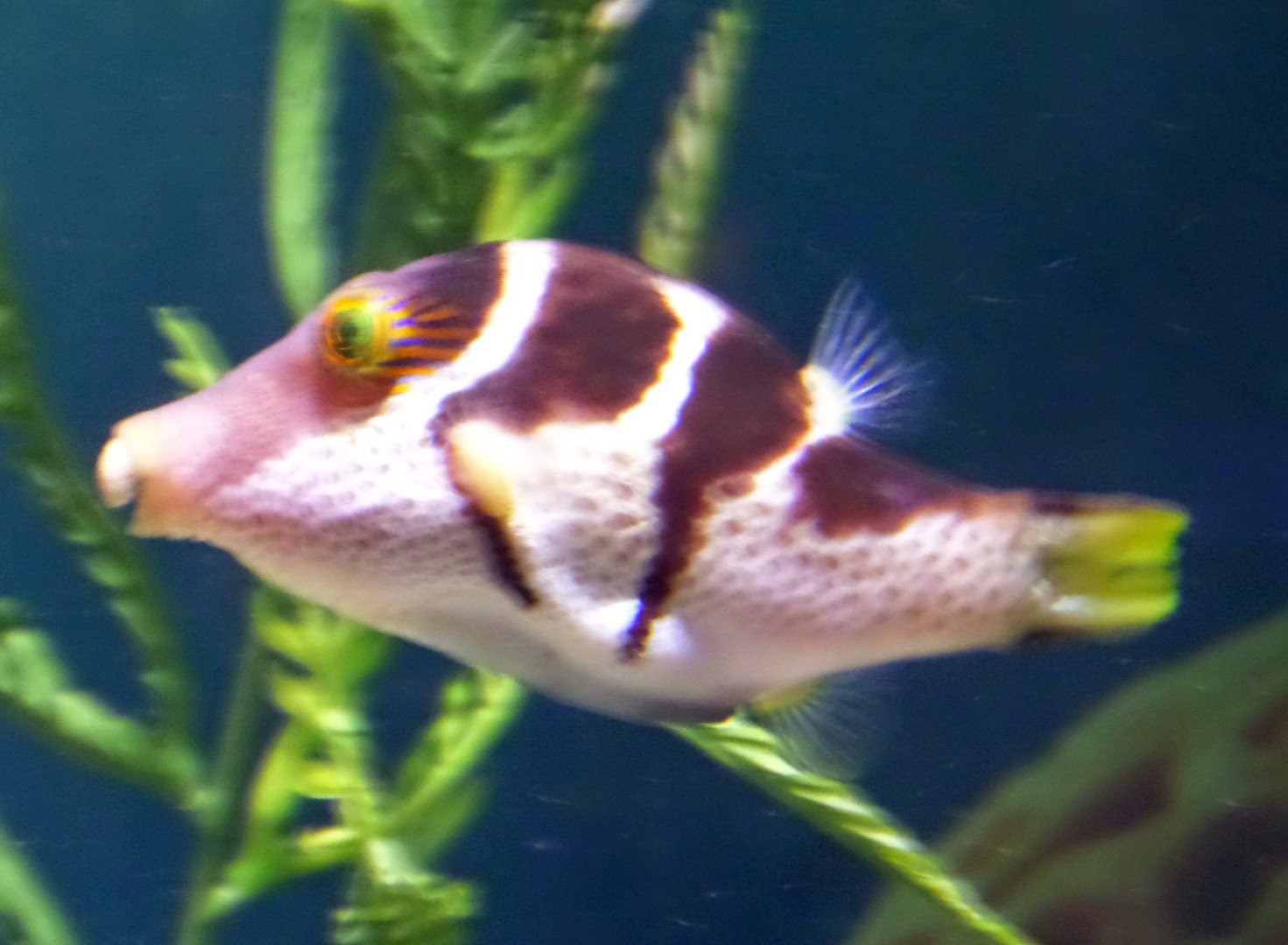 Cummings...and goings...: Cloquet, MN - September 15-21