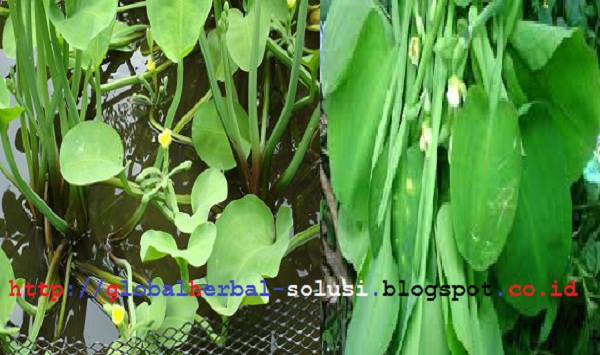 Jangan Anggap Sepele Manfaat "GENJER", Ini Buktinya..!!! - Global ...