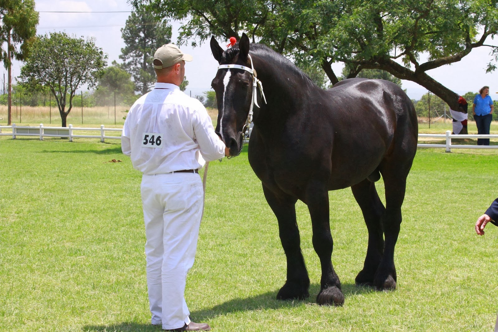 Summerwind Percheron: Stallions ~ Percheron SA National Championship ...