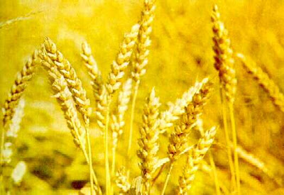 MALIZIA IN CUCINA: IL GRANO E I SUOI FRATELLI