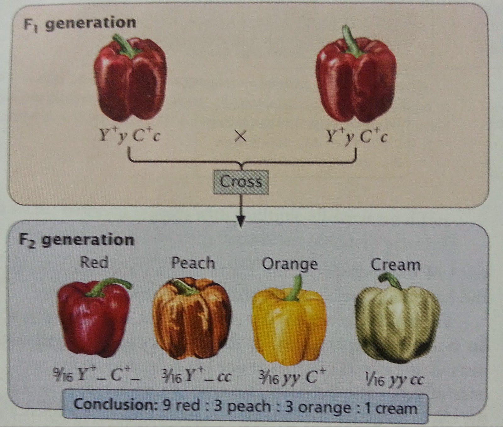 Linking the Phenotype and the Genotype