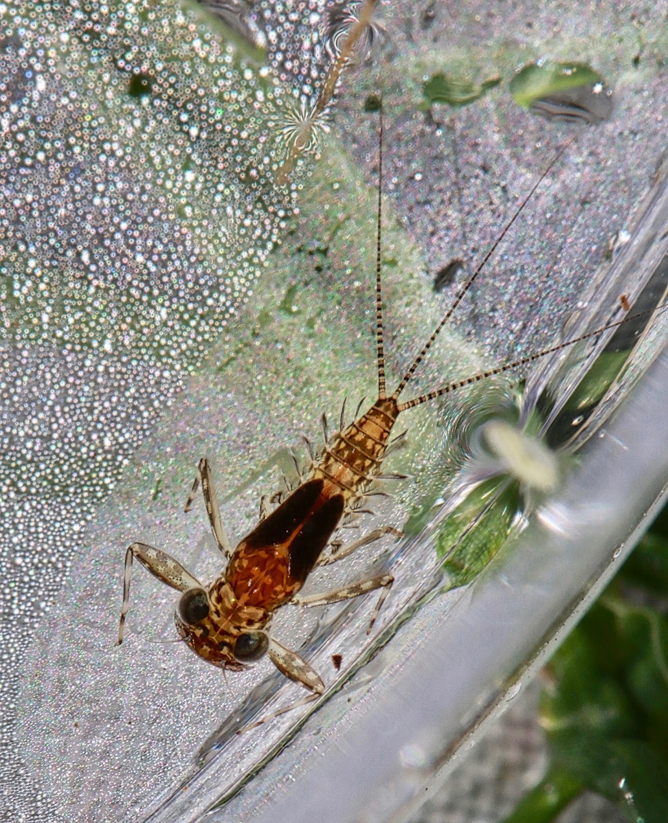 Aquatic Insects of Central Virginia: Two really stunning insects today ...