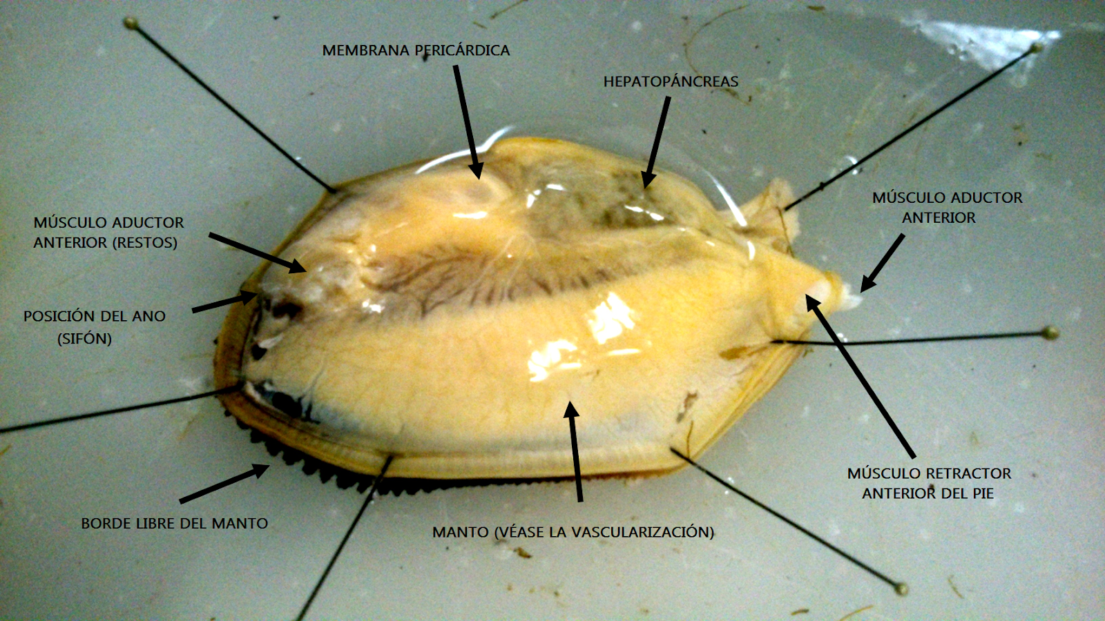 El blog de Nito y Sito: Disección de un mejillón