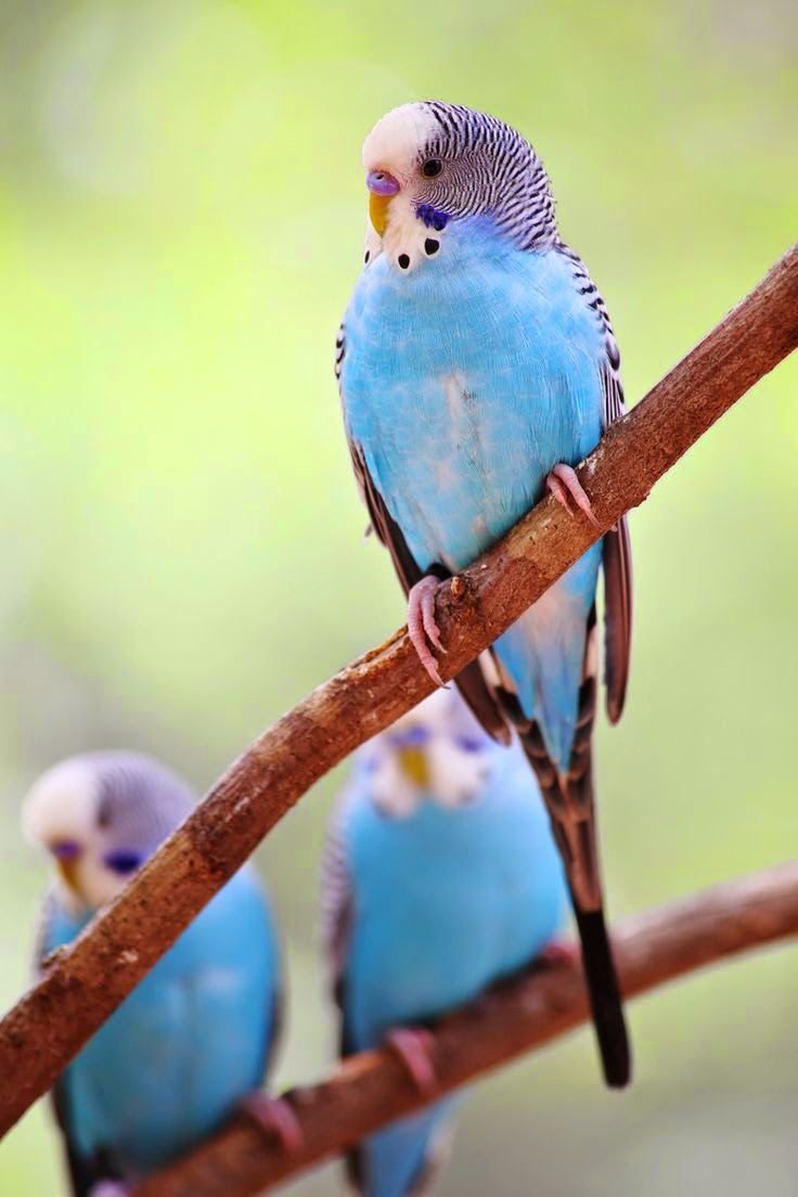 Pretty Parakeets ~ Amazing Photography