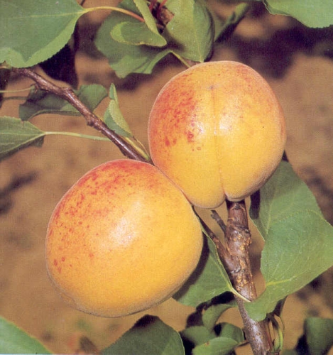 SiklósKert: Kajszi fajták - képekben - érési sorrendben