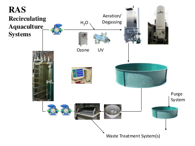 Recirculation Aquaculture System