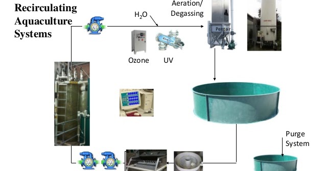 Recirculation Aquaculture System