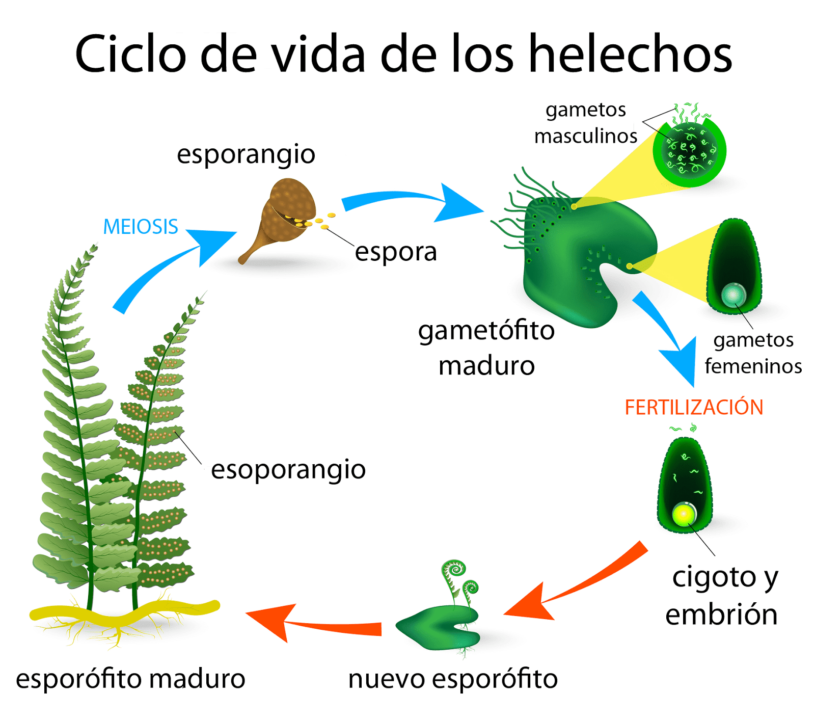 ciclo de loss - wood scribd braxin