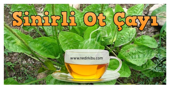 Sinirli Ot Faydaları, Sinirli Ot Nedir?