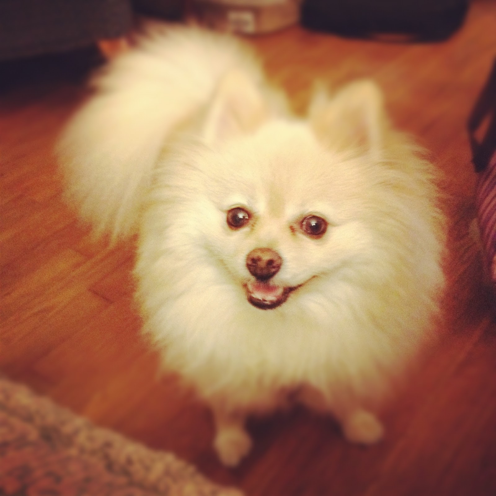 Real Housewife of Richmond, VA: AKC Trained Adult Pomeranian for ...