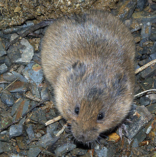 Synapsida: Small British Mammals: Common and Field Voles