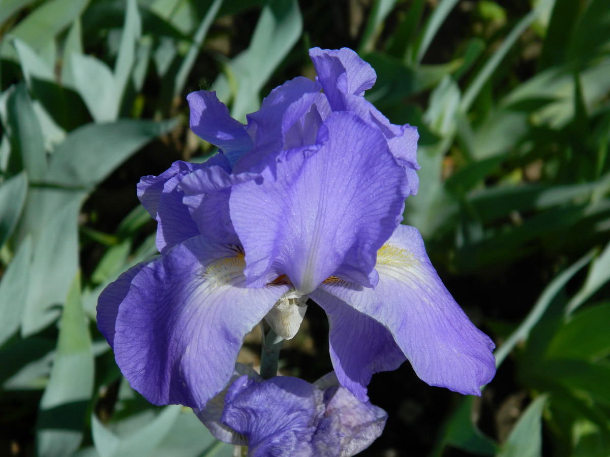 LA MULTI ANI, ROMANIA!: Stanjenei mov deschis