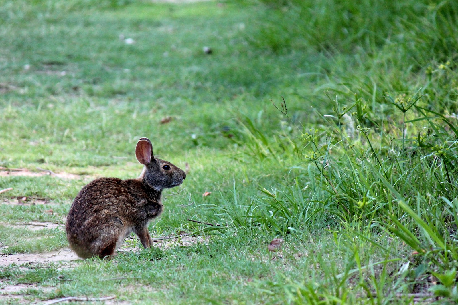 mitcheci photos: Florida: Rabbit in Gator Country