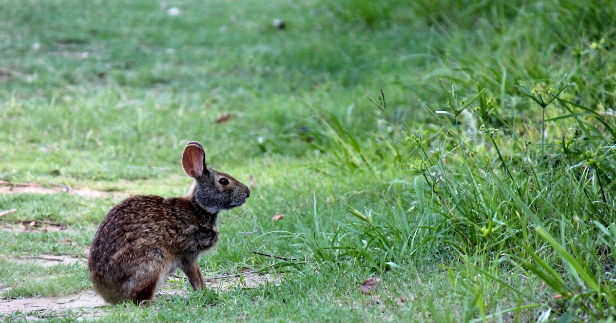 mitcheci photos: Florida: Rabbit in Gator Country