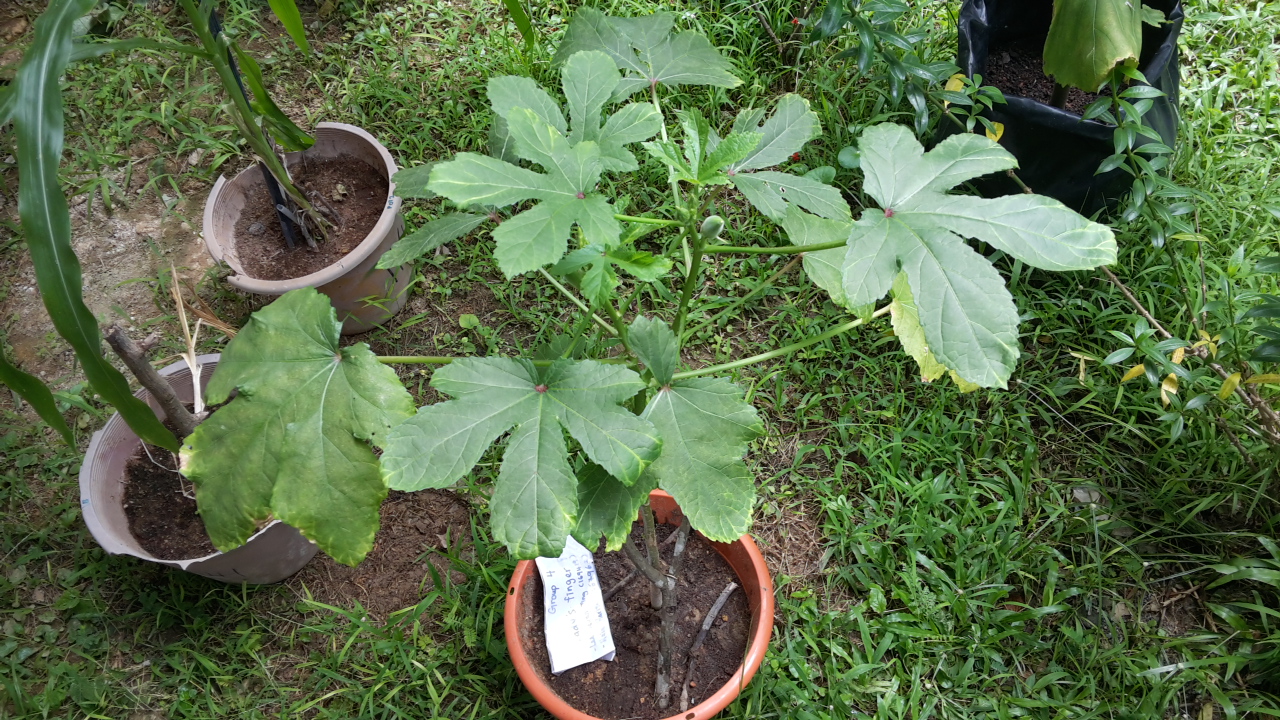 Journey of Growing Lady's Finger Plant: 2015