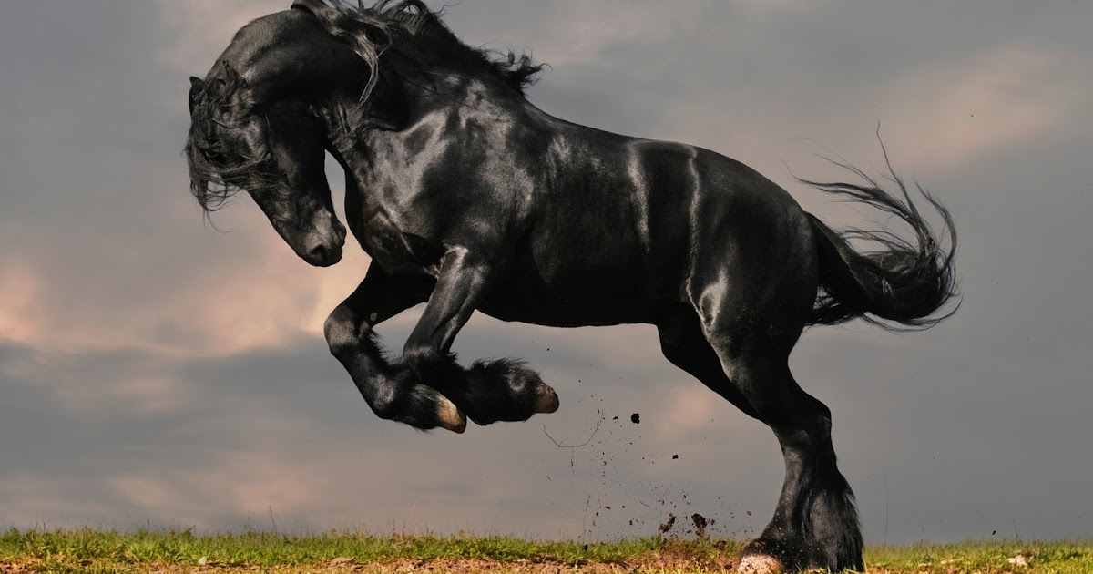 Relatos Oscuros: EL CORCEL NEGRO