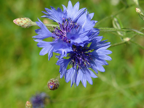 Culturi.NET: Despre Cicoare