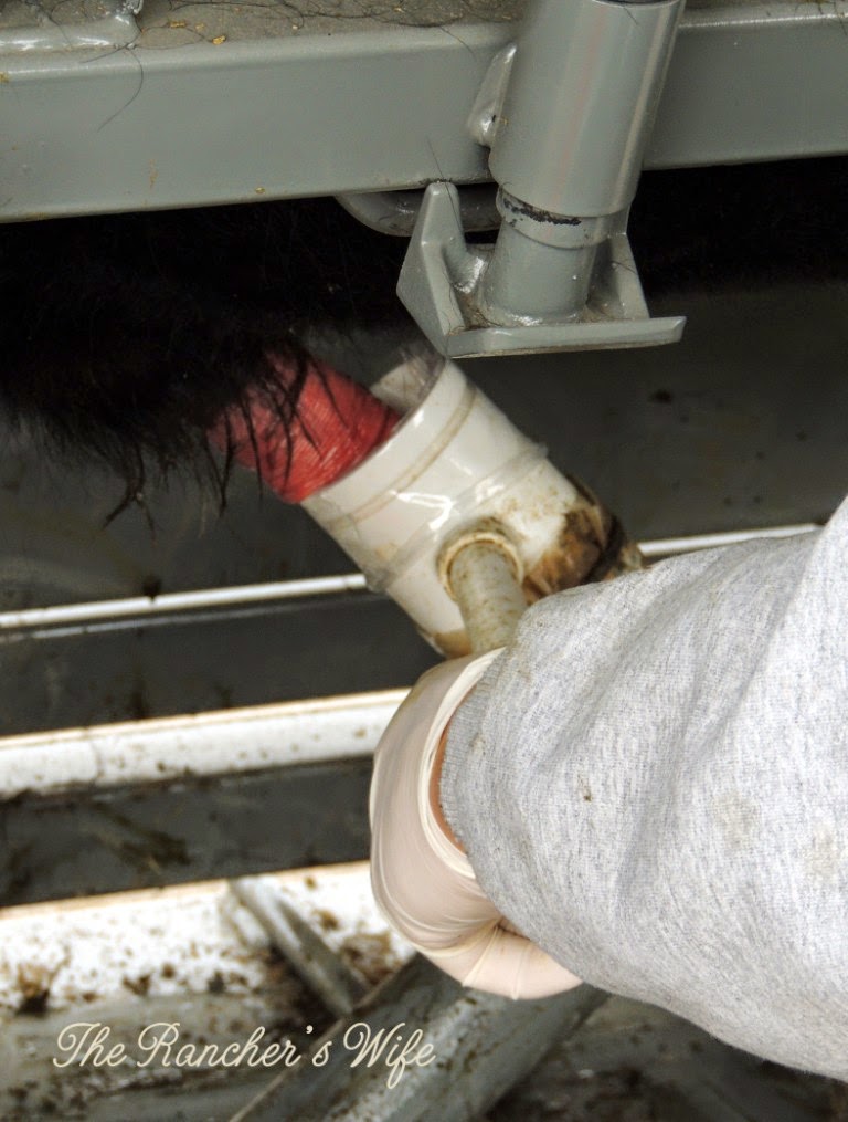 How to Fertility and Disease Test Bulls - The Idaho Rancher's Wife