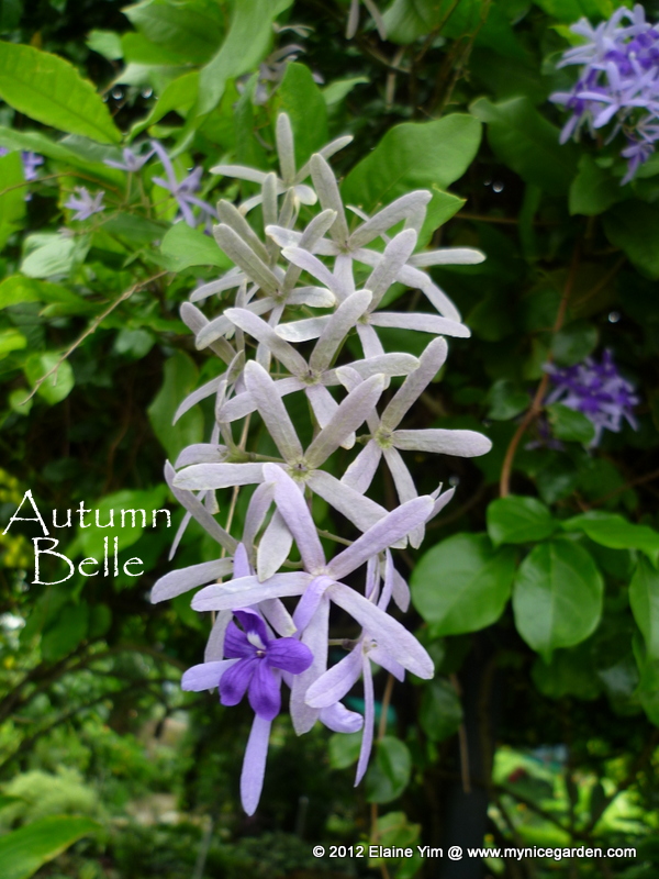 My Nice Garden: Petrea volubilis - The Sandpaper Vine