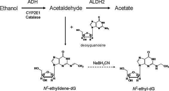 The Boundless Thicket: Alcohol a Cause for Cancer??
